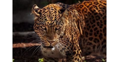 Доклад на Wwf За 50 г светът загуби 73 от дивите животни