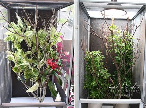 Much Ado About Chameleons How To Set Up A Proper Chameleon Enclosure