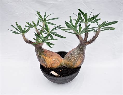 ズボラな人でも大丈夫！ 塊根植物入門におすすめの種類7選。 Dig It ディグ・イット