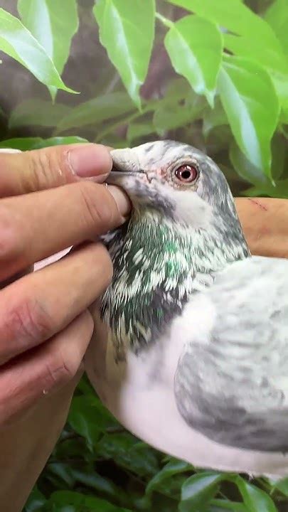 【周進益首拍會】2022 803713：2019年新北市北聯五關綜合10位及2021年春季大板市五關綜合68位弟鴿、新北海春季二關綜合8位直子