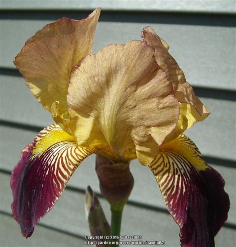 Tall Bearded Iris Iris Flaming Fire In The Irises Database