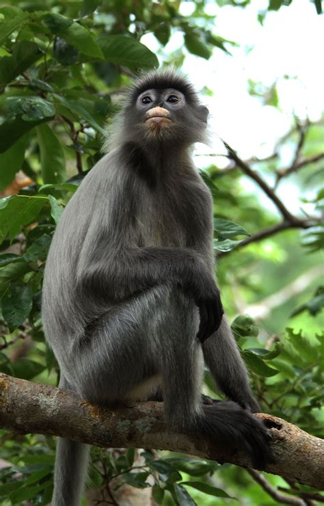 Trachypithecus Crepusculus Indochinese Gray Langur — Coke Smith Wildlife
