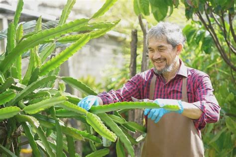 Blue Dragon Fruit Plant A Guide On Planting Growing And Caring