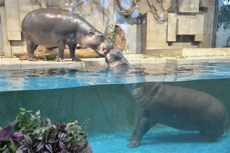＜画像246 325＞世界でも繁殖例はわずか5園のみ。サメ・シロワニは生まれる前からハードモード【会えなくなるかもしれない生き物図鑑