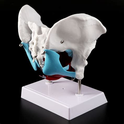 Female Pelvis Pelvic Floor Muscle Model Uterus Ova Vicedeal