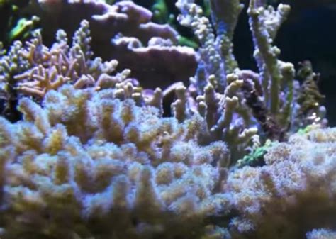 Aquarium Lighting And Weather System Raspberry Pi