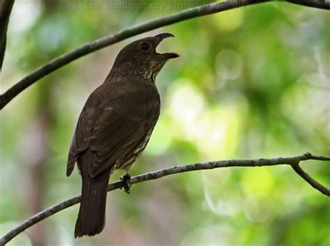 Tooth Billed Bowerbird Photo Image 10 Of 13 By Ian Montgomery At