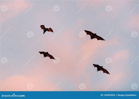 The Small Flying Fox Island Flying Fox Or Variable Flying Fox Pteropus