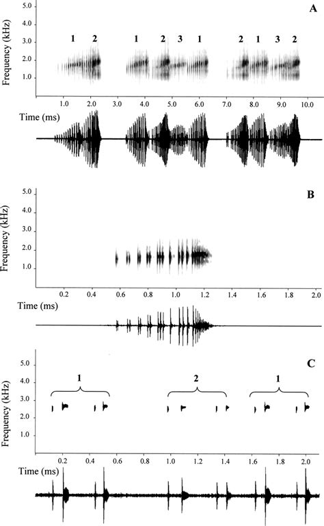 —spectrogram Upper And Waveform Lower Of The Advertisement Call Of Download Scientific