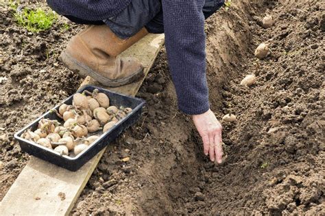 The Ultimate List Of Determinate And Indeterminate Potato Varieties