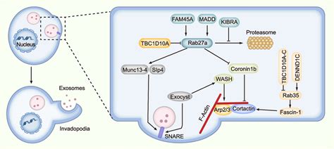 Proposed Model Showing The Relationship Between MVB Secretion Actin