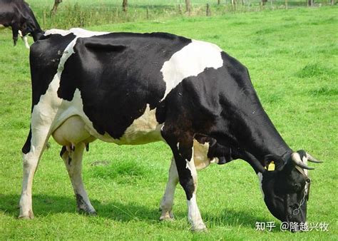 奶牛隐性乳房炎的病因 奶牛隐性乳房炎的综合防治措施 知乎