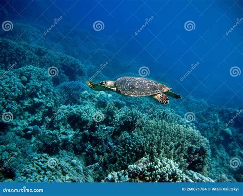 Tortuga Eretmochelys Imbricata Foto De Archivo Imagen De Extremo