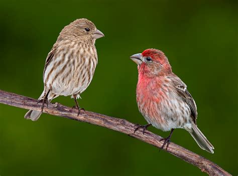 House Finch Pictures Download Free Images On Unsplash