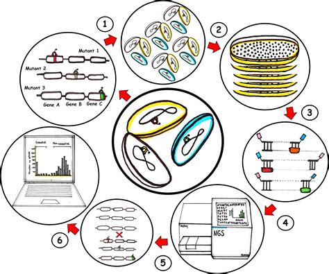 High Throughput Transposon Mutagenesis And Next Generation Sequencing