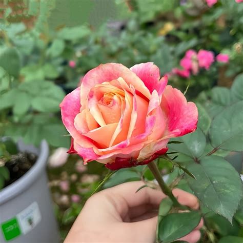 Constance Rose Timeless Beauty For Your Garden Roseexplosion