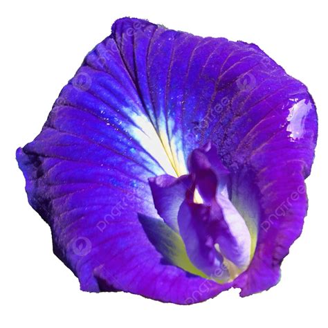 여름 꽃 일러스트 나팔꽃 꽃 여름 나팔꽃 Png 일러스트 및 Psd 이미지 무료 다운로드 Pngtree