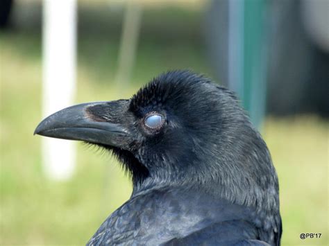 Evil Raven Bird