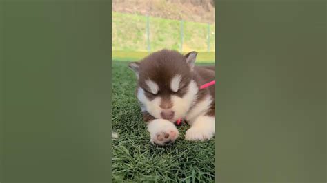 사랑스러운 아기말라뮤트 꾸벅꾸벅 아구 졸령😪 Youtube