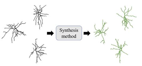 Figure Of Neuron Synthesis Download Scientific Diagram