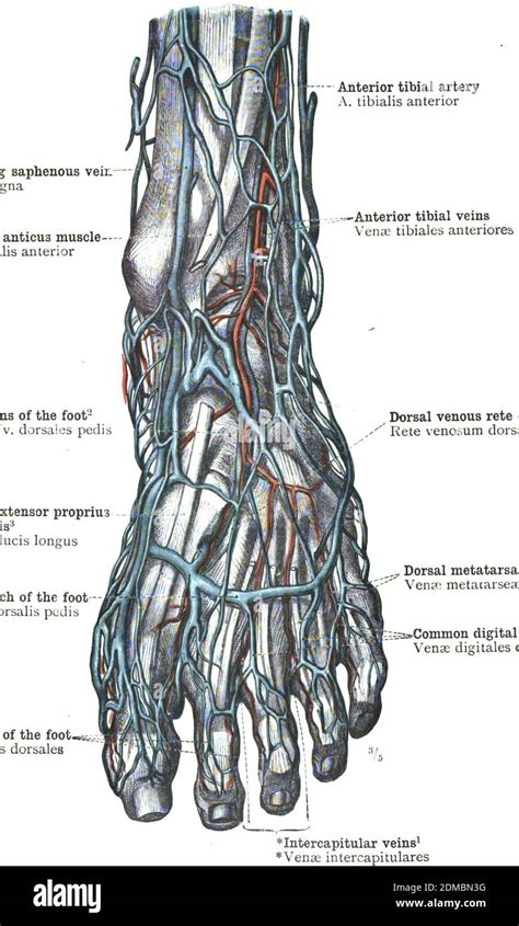 Diagramme Vierge Des Os Du Pied