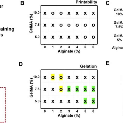A Schematic Showing The Development Of 3d Printed Huvec Layer With Download Scientific Diagram