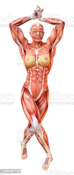 화이트에 근육 지도와 3d 일러스트 여자 그림 3차원 형태에 대한 스톡 사진 및 기타 이미지 3차원 형태 건강관리와 의술
