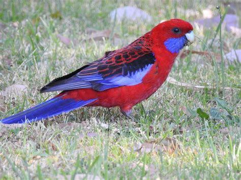 Crimson Rosella Wildlife Mountain Australia