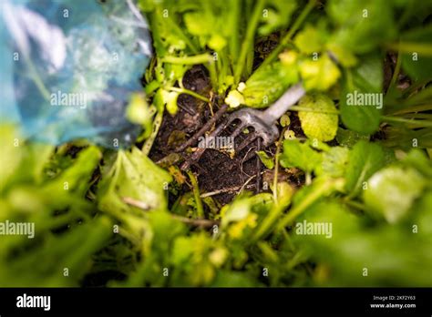 Taking A Soil Sample In A Agriculture Field In Asia In Spring Stock
