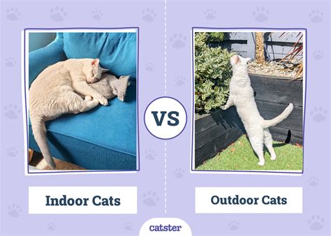 How Long Do Ragdoll Cats Live Vet Verified Average Lifespan Data