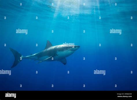 This Great White Shark Carcharodon Carcharias Was Photographed Off