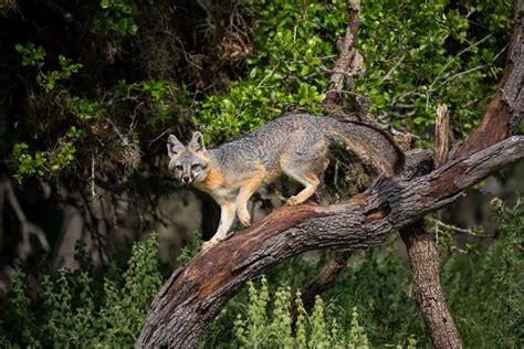 Gray Fox The Elusive Tree Foxes Of North America