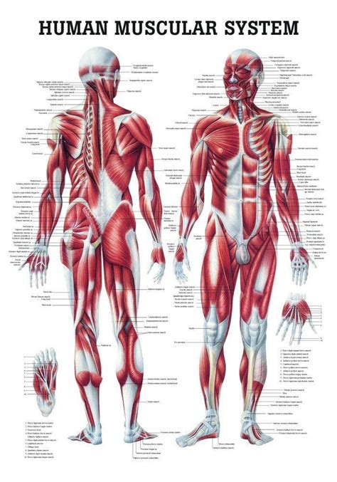 Rudiger Anatomie The Human Muscular System Laminated Anatomy Chart