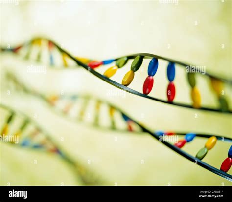 Dna Helices Models Showing The Double Helix And Nucleotide Base Structure Of Dna