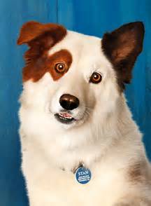 Categorystan Dog With A Blog Wiki Fandom