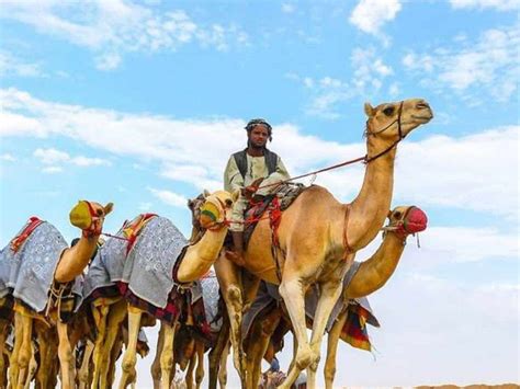 Saudi Arabia Crown Prince Camel Festival To Kick Off On July 23