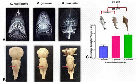Comparative Histological Analysis Of Cerebellum Of Representative Species Of Elasmobranchii