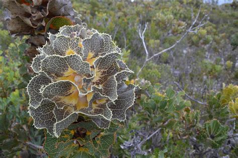 Royal Hakea Hakea Victoria Inspiration Outdoors