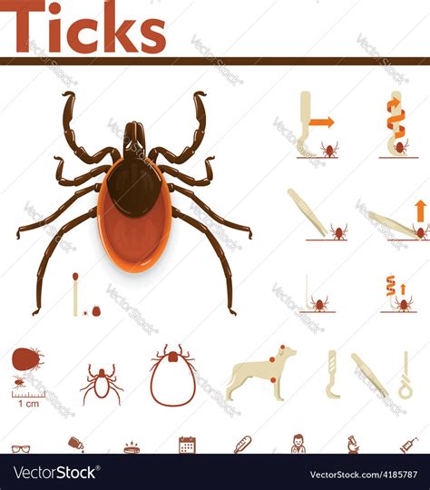 Tick Infographic Royalty Free Vector Image Vectorstock