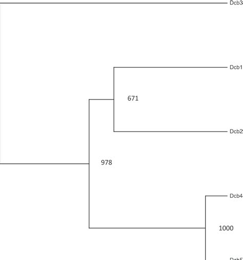 4 Upgma Dendrogram Illustrating The Genetic Relationships Between The