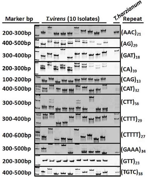 Fragment Analysis At 12 Microsatellite Loci Of T Virens Examined On 5