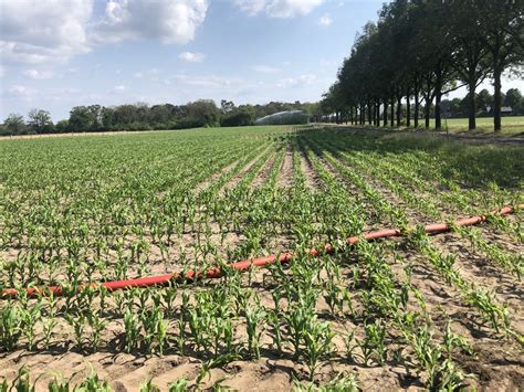 Bert Broeze On Twitter Vandaag 7 Juni Het Eerste Perceel Al Besproeid Het Is Wel Een