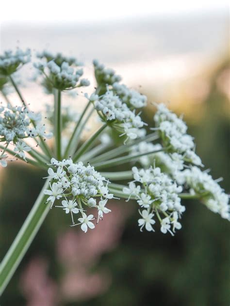 What Does Feta Cheese Taste Like Slow Living Kitchen