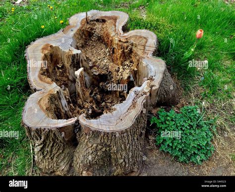 Decay And Rebirth Dead Tree Stump And A Tulip Symbolizing Death And