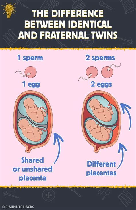The Difference Between Identical And Fraternal Twins Fraternal Twins