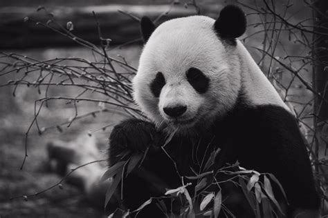 Important Functions Of Pandas For Data Analysis By Kriti Yadav Medium