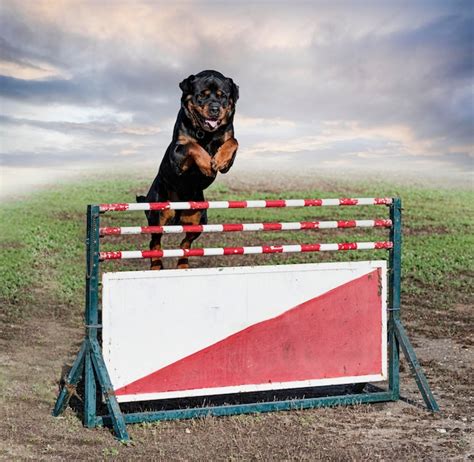 Premium Photo Training Of Jumping