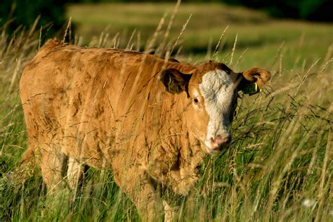 100 Cute Cow Wallpapers