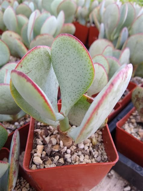 Crassula Arborescens Silver Dollar Plant Cactus Limon