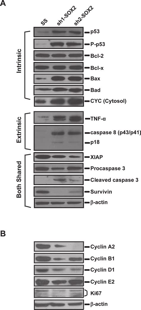 Suppression Of Sox2 Activates Both Intrinsic And Extrinsic Apoptosis